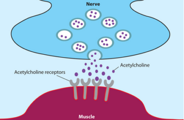 Congenital myasthenic syndrome (CMS) - Muscular Dystrophy UK