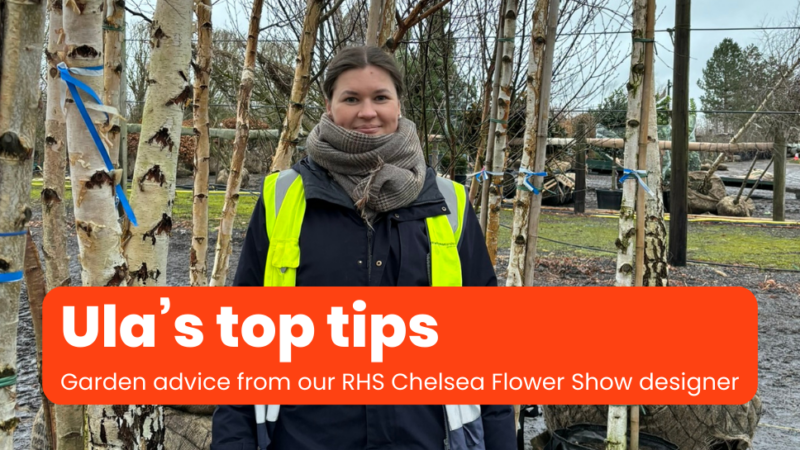 Gardening advice from Ula Maria: Our Forest Bathing RHS Chelsea Flower Show garden designer ...