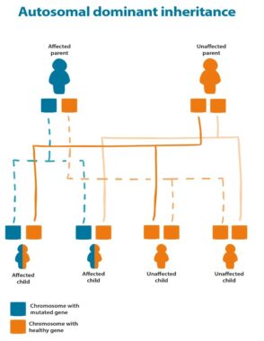 Understanding the role of inheritance and genetics in muscle wasting ...
