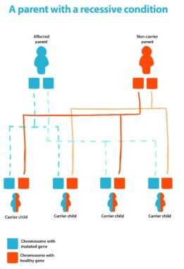 Understanding the role of inheritance and genetics in muscle wasting ...
