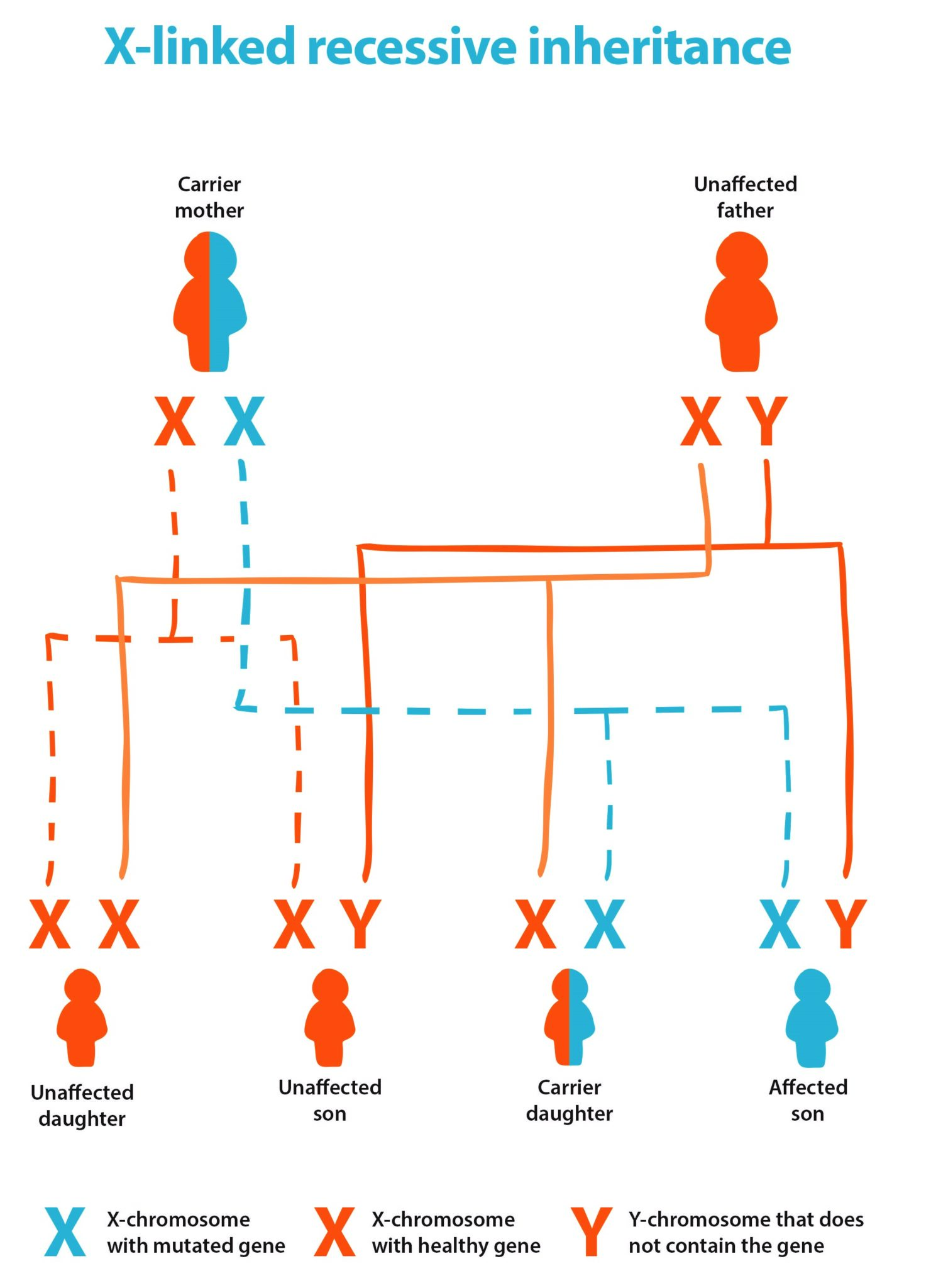 Understanding the role of inheritance and genetics in muscle wasting ...