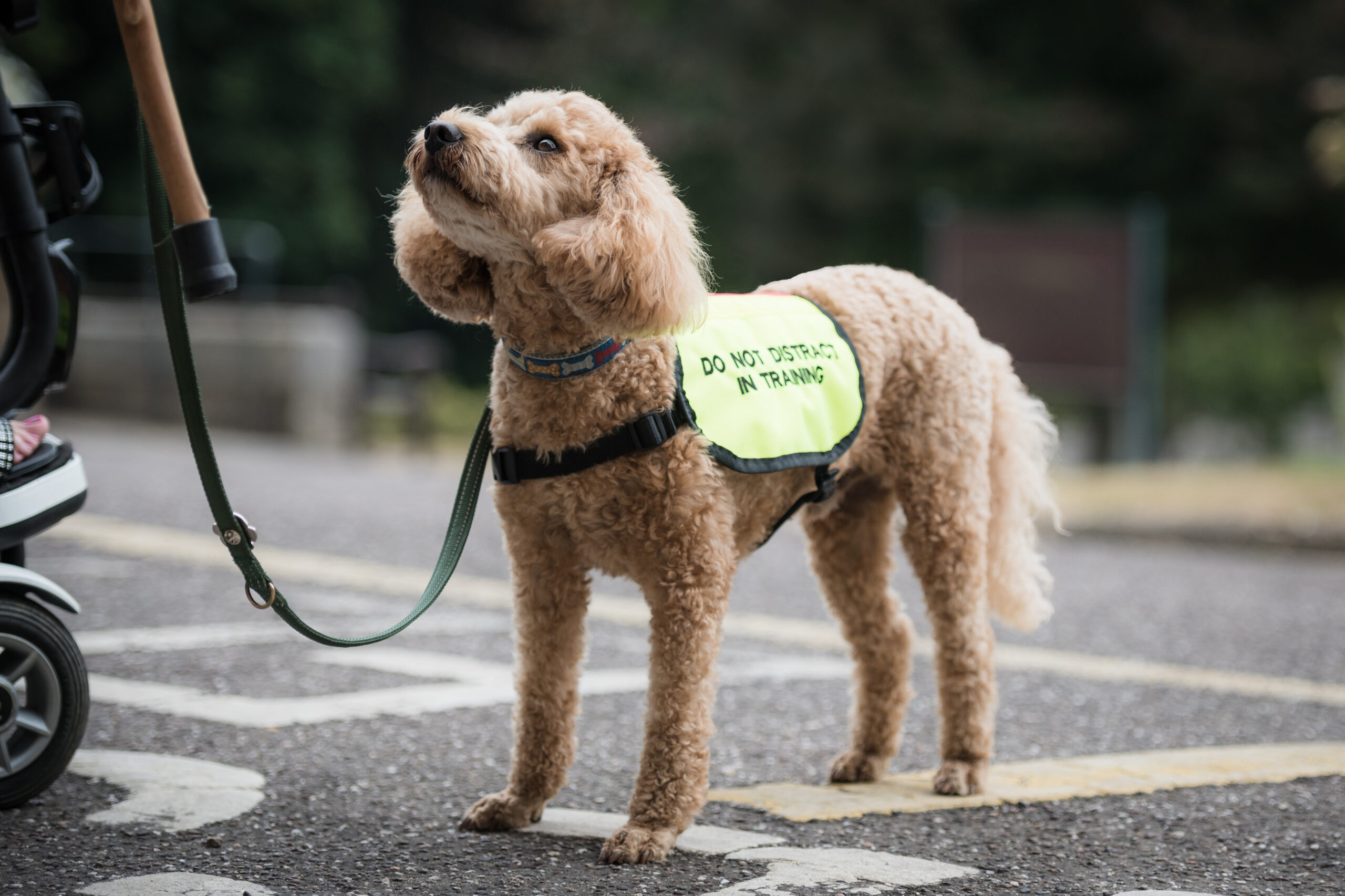 Training my own assistance dog changed my life - Muscular Dystrophy UK