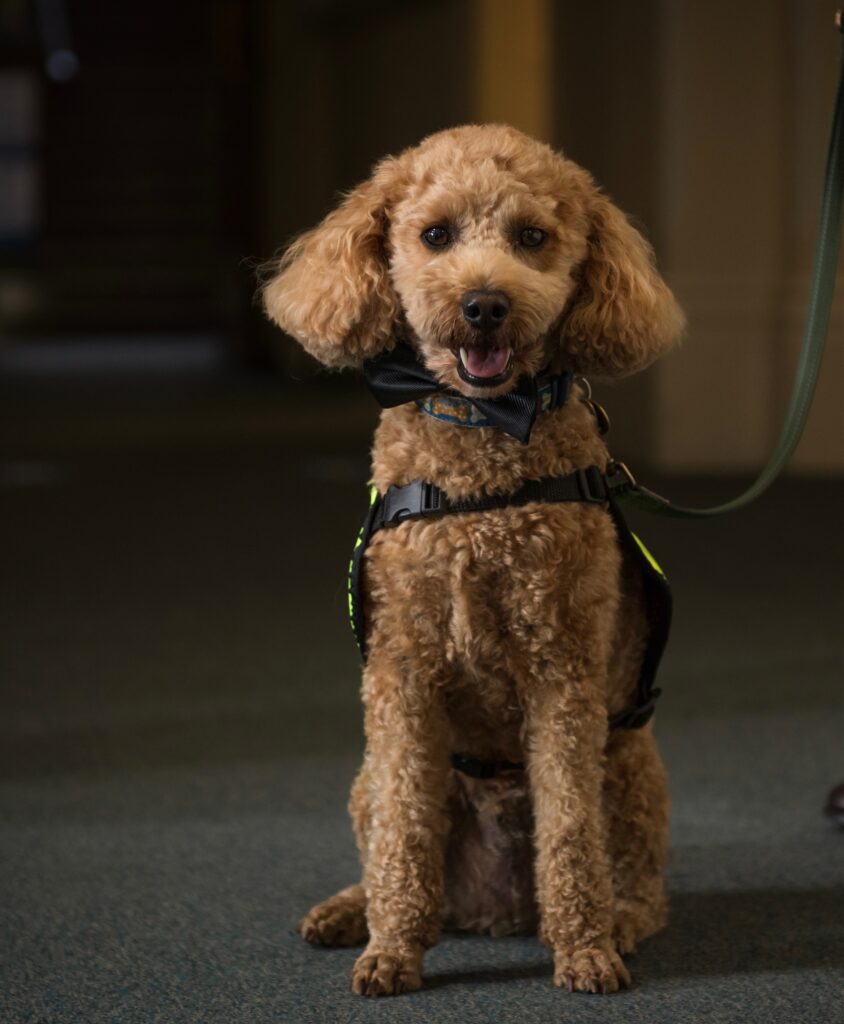 Training my own assistance dog changed my life - Muscular Dystrophy UK