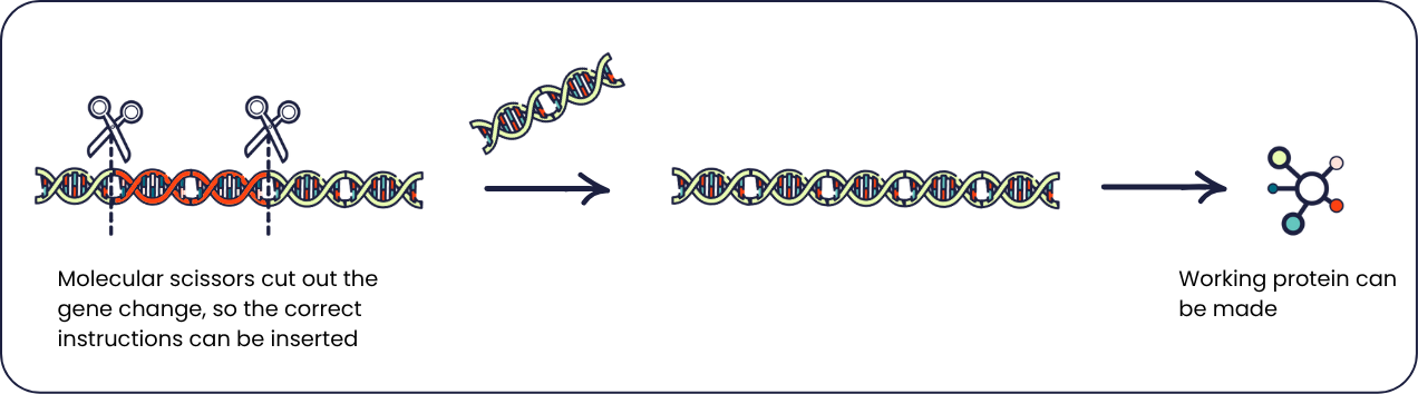 How gene editing could transform muscle repair - Muscular Dystrophy UK